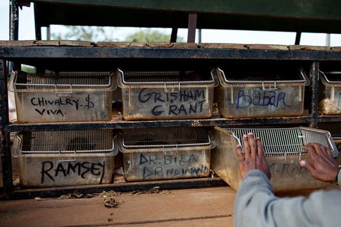 Sniffer Rats Detect Landmines and Tuberculosis in Mozambique | Amusing ...